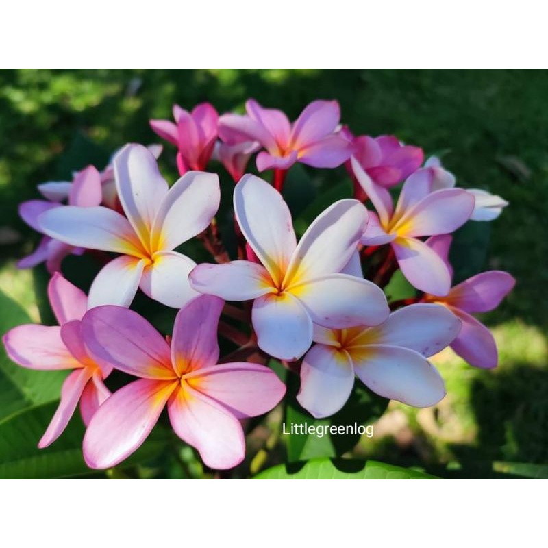 Keratan pokok bunga kemboja / Aussie Pink Frangipani cuttings / 鸡蛋花 ...