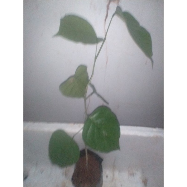 Indian Beach Tree / Malapari / Mempari / Pongamia pinnata | Shopee Malaysia