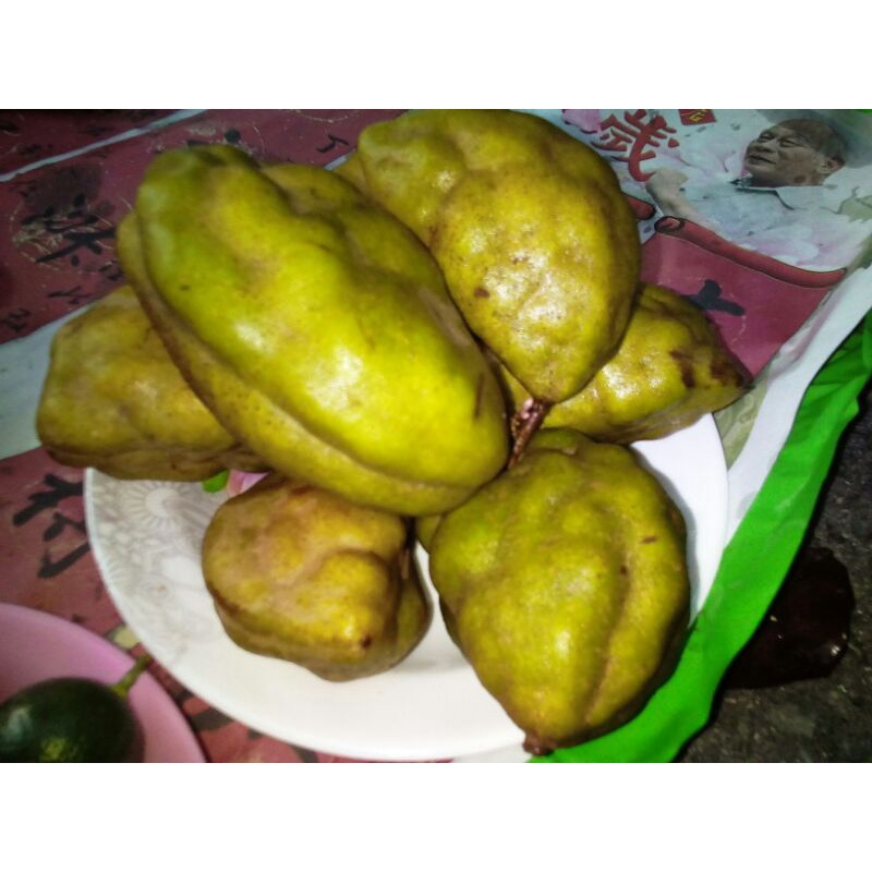 anak pokok nam nam (pokok nadir) / anak pokok katak puru | Shopee Malaysia