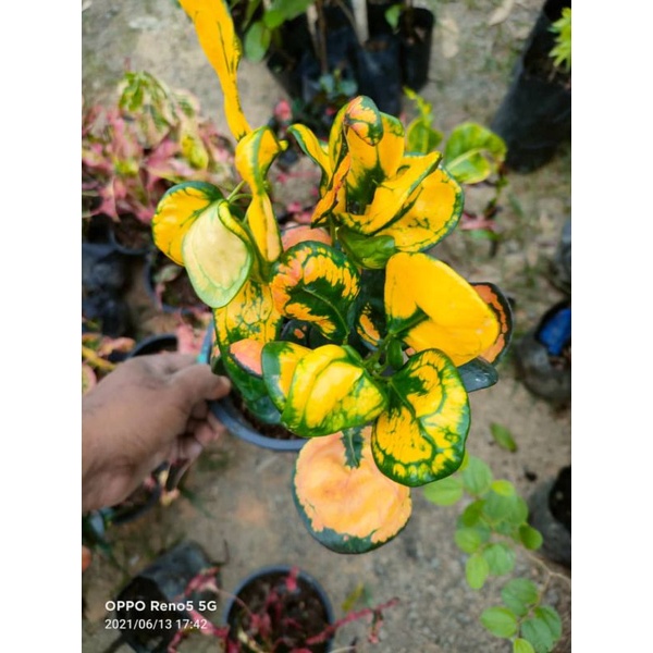 pokok puding coin,sotong,putus kasih Thailand croton | Shopee Malaysia