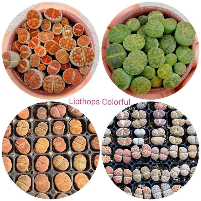 Lipthop Colorful Live Plant Ready Stock屁屁颜色选择 屁屁 生花石 | Shopee Malaysia