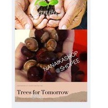 BENIH MATOA/BENIH BUAH KRISTAL/MATOA/LONGAN BRAZIL KULIT HIJAU (Seed ...