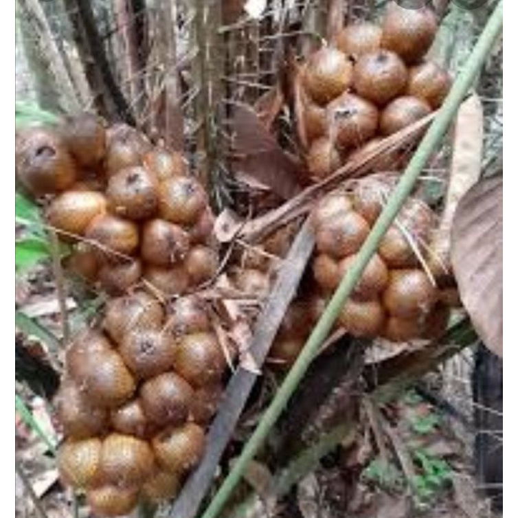 Anak pokok salak madu | Shopee Malaysia
