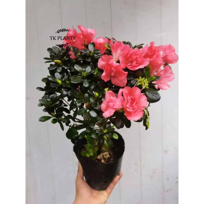 TKP, Rhododendron Pink Cherry , 杜鹃花，Outdoor Plant , Bonsai Plant , Easy ...