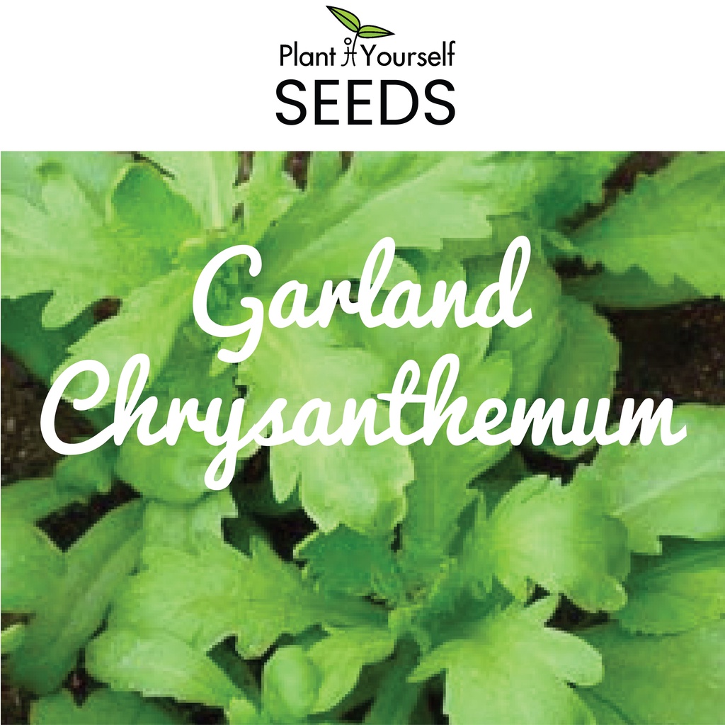 SEEDS Garland Chrysanthemum / Tong Ho (1.3g | 6g | 20g) | Shopee Malaysia
