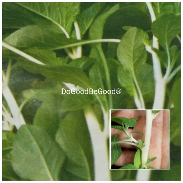 White Stems Spinach /Amaranth /Biji Benih Bayam Batang Putih | Shopee ...