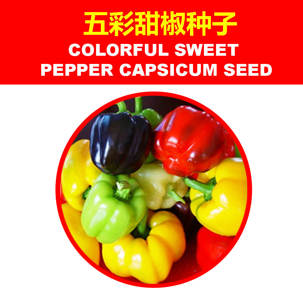 Benih Cili Chilli Seed / Pepper Seed / Sweet Capsicum /Green Cayenne ...