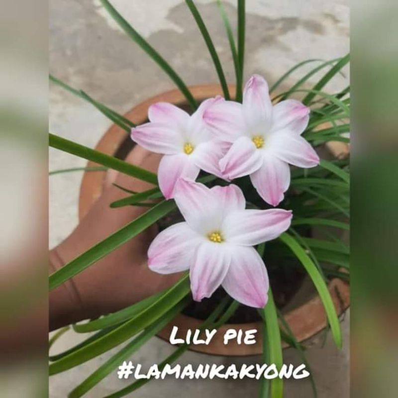 rain lily I'd lily pie (2 bulb) | Shopee Malaysia