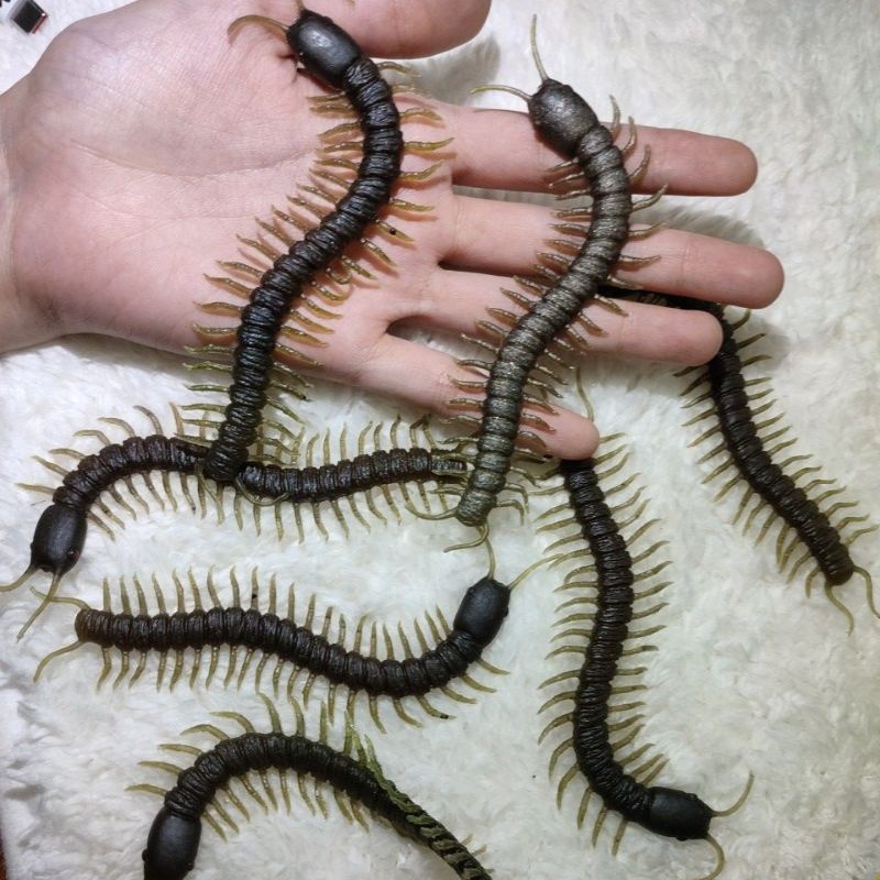 mainan lipan getah realistic murah / prank toys | Shopee Malaysia