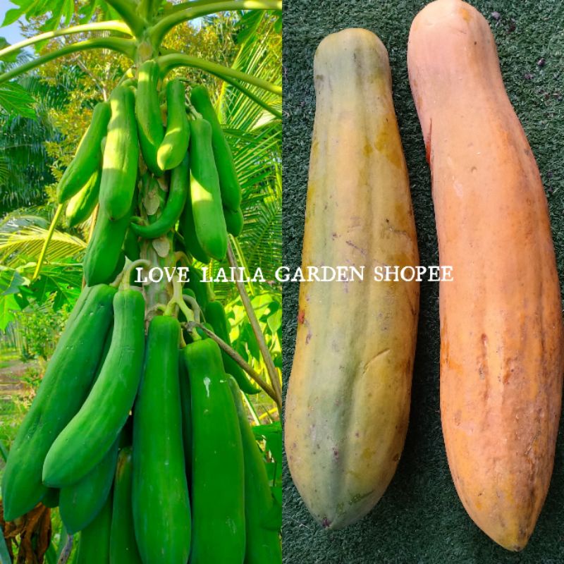 BETIK PANJANG THAI •12 BIJI BENIH•SEED• | Shopee Malaysia