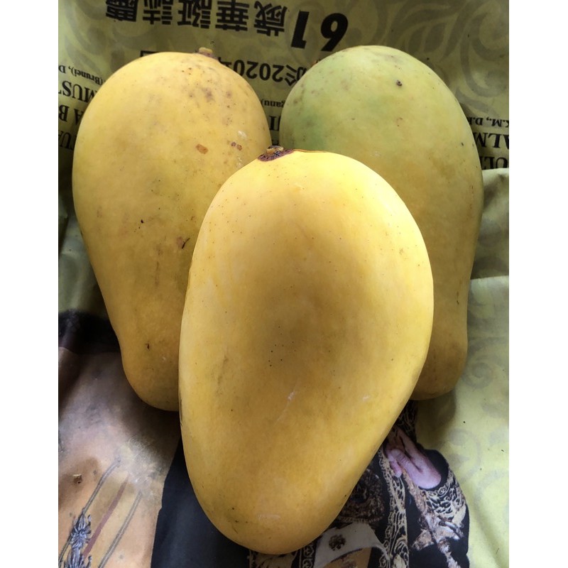 Mangga Chokanan Tempatan (Tanaman Malaysia). Local Mango Chokanan ...