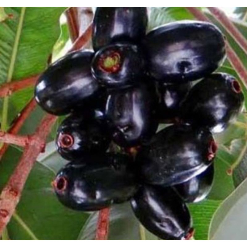 pokok buah arang atau benih batu buah keriang hybrid, buah jambu hitam ...