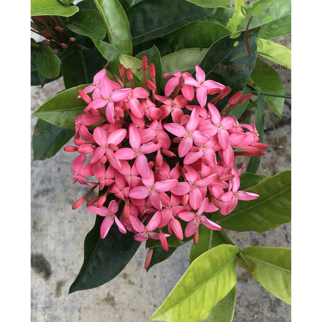 Berjaya Plant Nursery - Bunga Ixora Sunkist/Jenjarum(Pokok Bunga Hidup ...