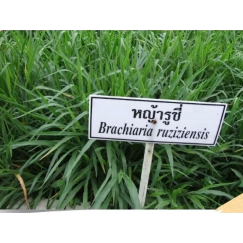 BIJI BENIH RUMPUT RUZI 1KG ALTENATIF SUMBER MAKANAN PENTERNAKAN DAN ...