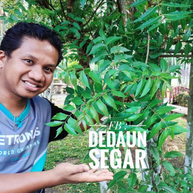 Daun Semambu Segar / Anak Pokok Semambu ( 250g ) | Shopee Malaysia