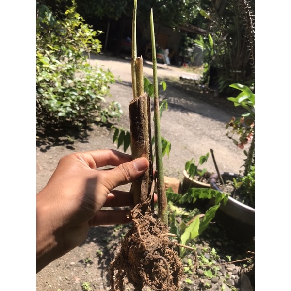 pokok lerek/pokok lirik berakar/Benih pokok lerek | Shopee Malaysia