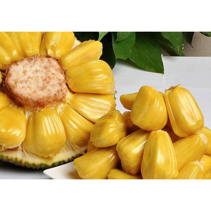 2 Biji Benih - Nangka Isi Kuning 黄肉菠萝蜜种子 | Shopee Malaysia