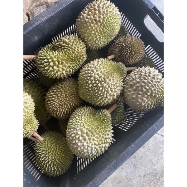 fast delivery Frozen Durian Musang King Tekka D13Golden Bun D24 red ...