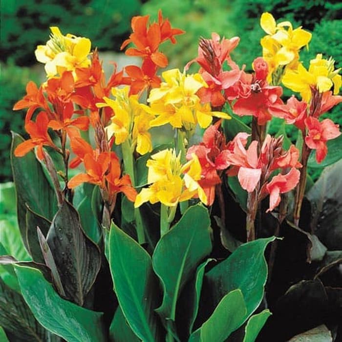 [READY STOCK]Pokok HidupTanaman Hias Bunga Tasbih atau Canna Lily merah ...