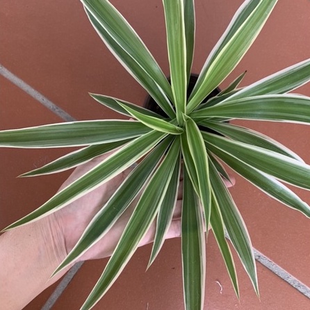 GREENPokok Spider Plant Pokok Lidah Ayam Labah Labah Murah 蛛形吊兰 ...