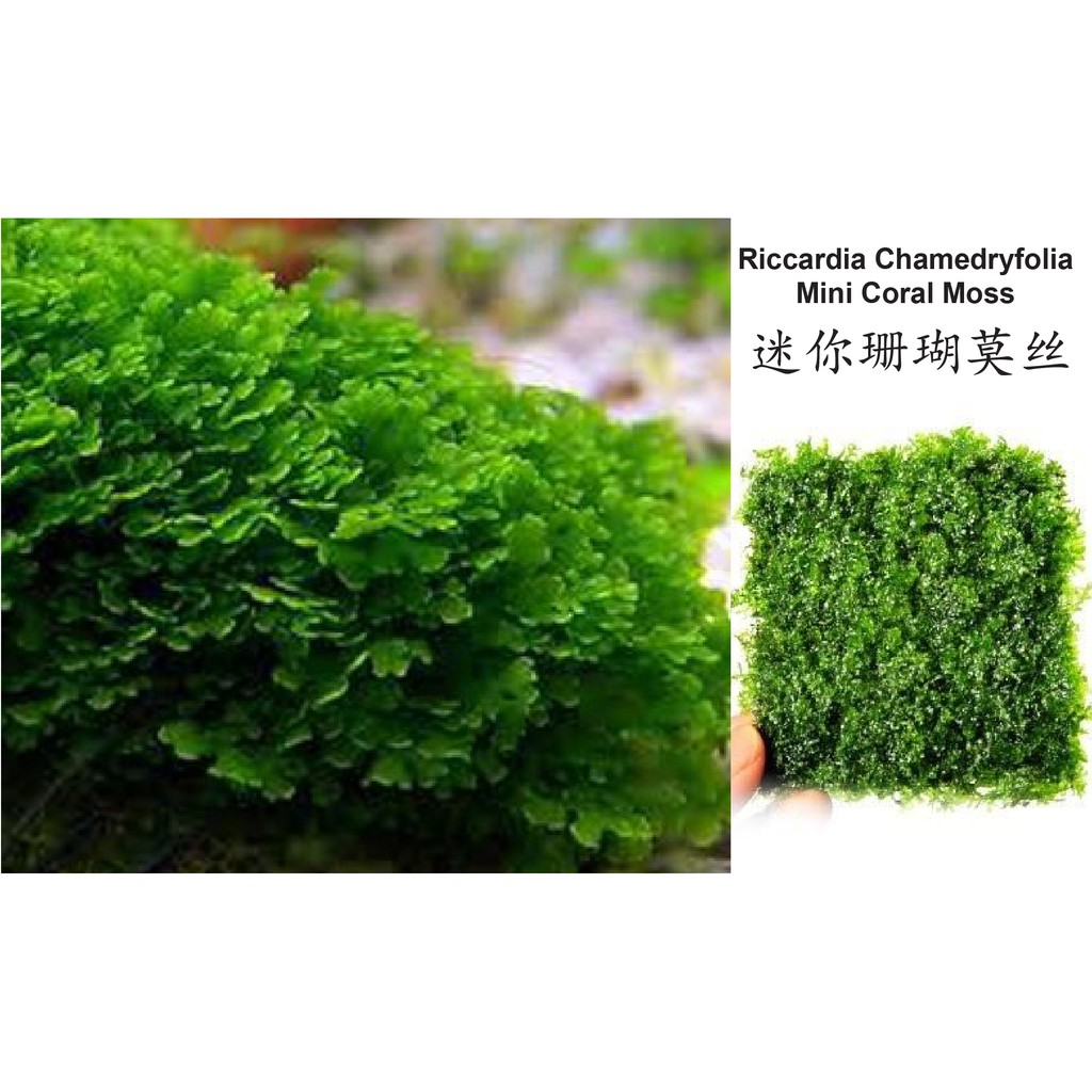 Aquatic Plants - Riccardia Chamedryfolia - Mini Pelia Moss - Coral Moss ...