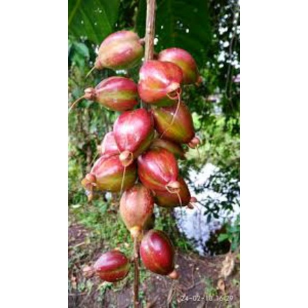 Pokok Putat | Pokok Ulam | Ready Stock | Shopee Malaysia