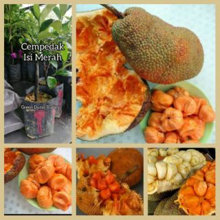 cempedak - Prices and Promotions - Feb 2024 | Shopee Malaysia
