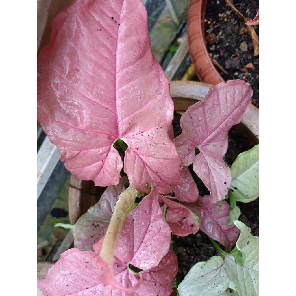 Syngonium Podophyllum Pink / Syngonium Gold Syngonium Pixie / Panah ...