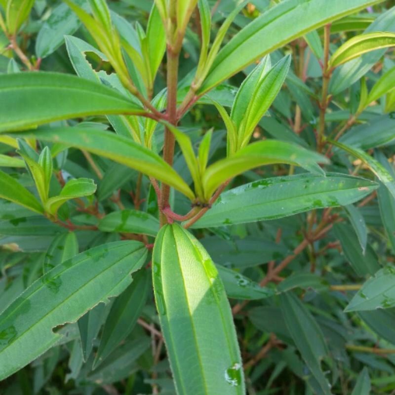 Daun senduduk segar bunga unggu 100 g | Shopee Malaysia