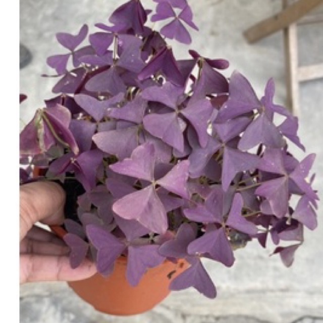POKOK Rama-rama butterfly plant | Shopee Malaysia