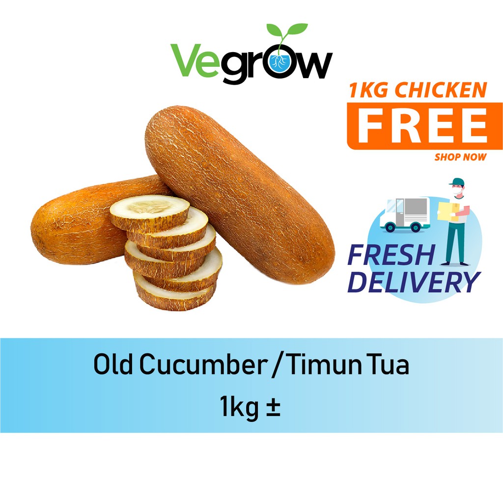 🔥FRESH 🔥Old Cucumber / Timun Tua 1kg +- | Shopee Malaysia