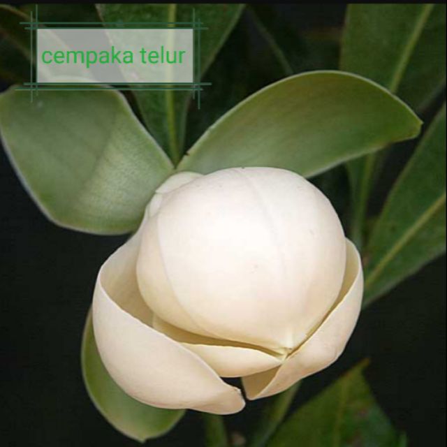 Pokok bunga cempaka telur | Shopee Malaysia