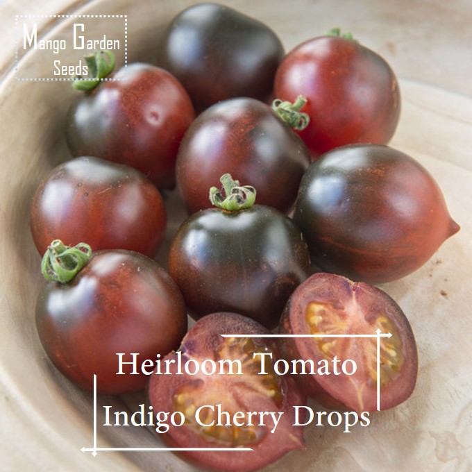Indigo Cherry Drops Heirloom Tomato Seeds - 30 Seed *Pot Friendly* Taman Pasu, Biji Benih Tomato ...