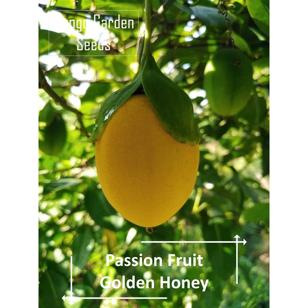Golden Honey Passion Fruits Seeds - 10 Seed *Pot Friendly* Tanam Pasu ...