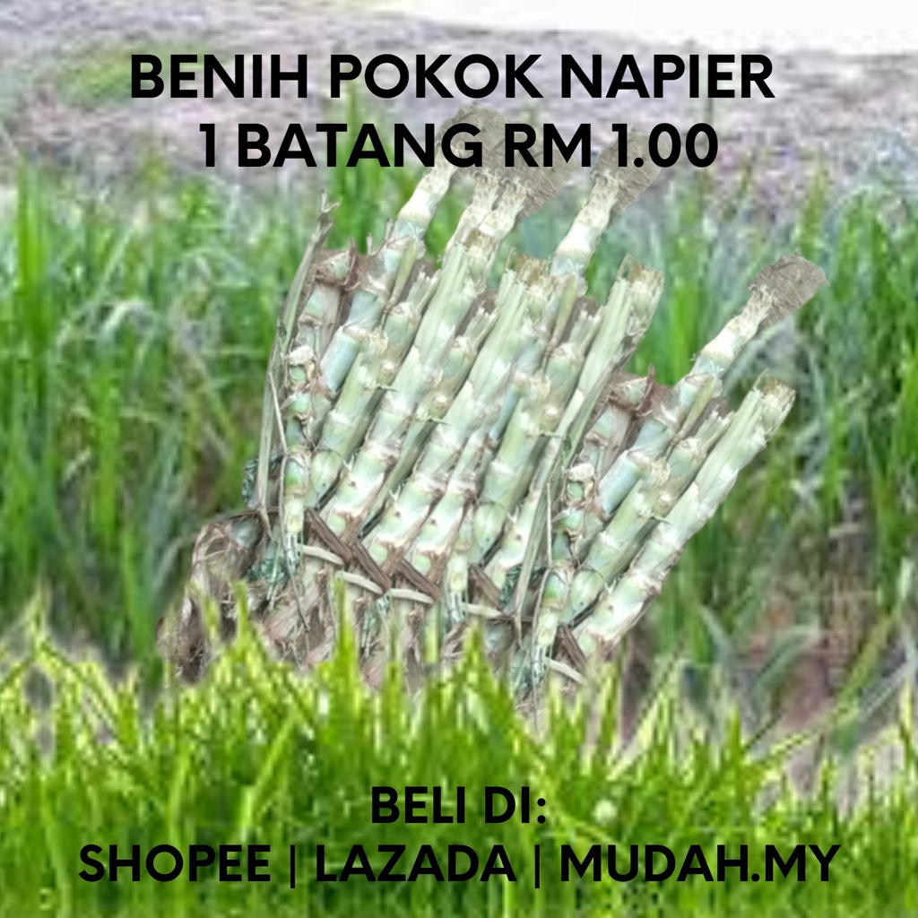 BENIH POKOK NAPIER 1 BATANG RM1 | Shopee Malaysia