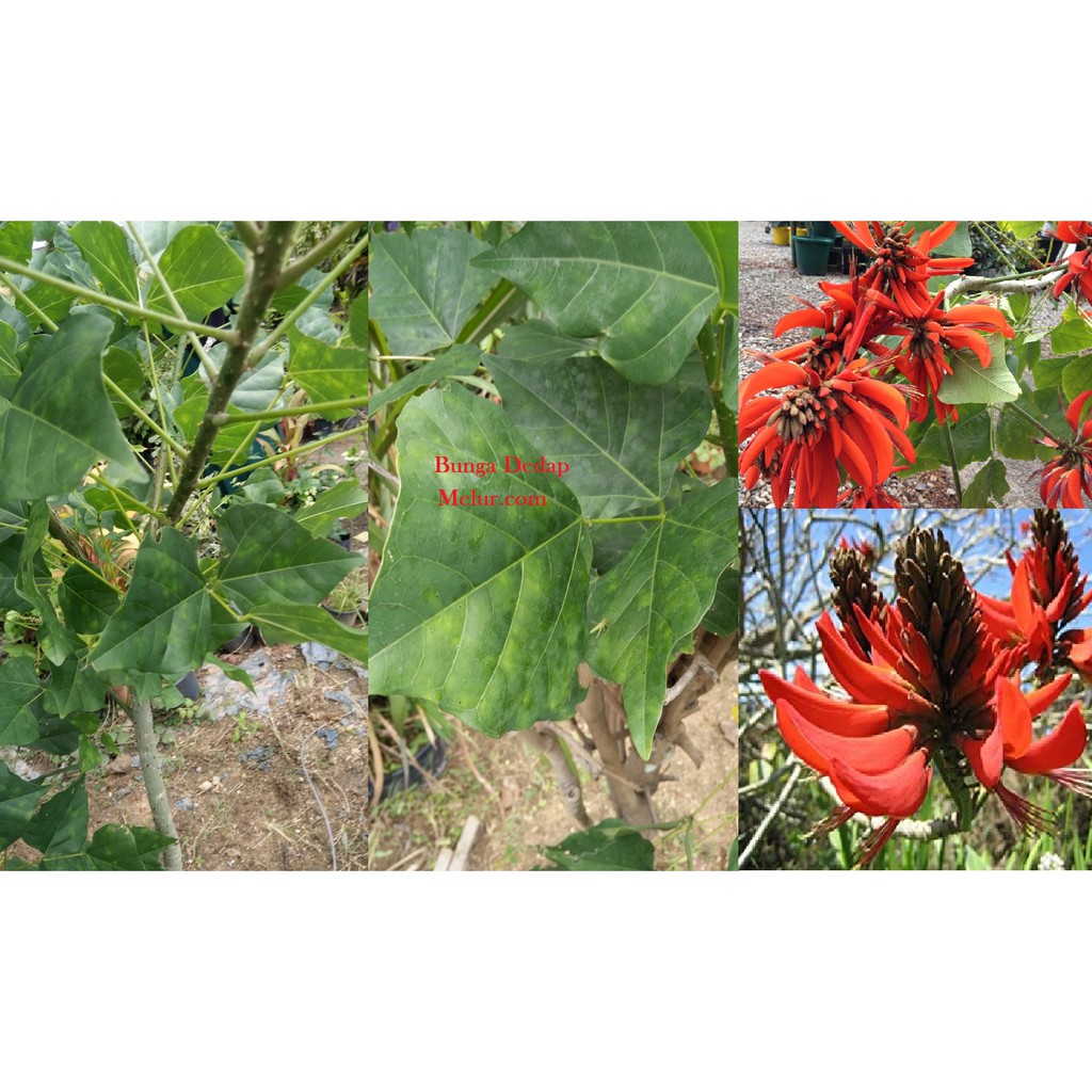 ANOR - Erythrina indica Sapling (Anak Pokok Dedap) | Shopee Malaysia