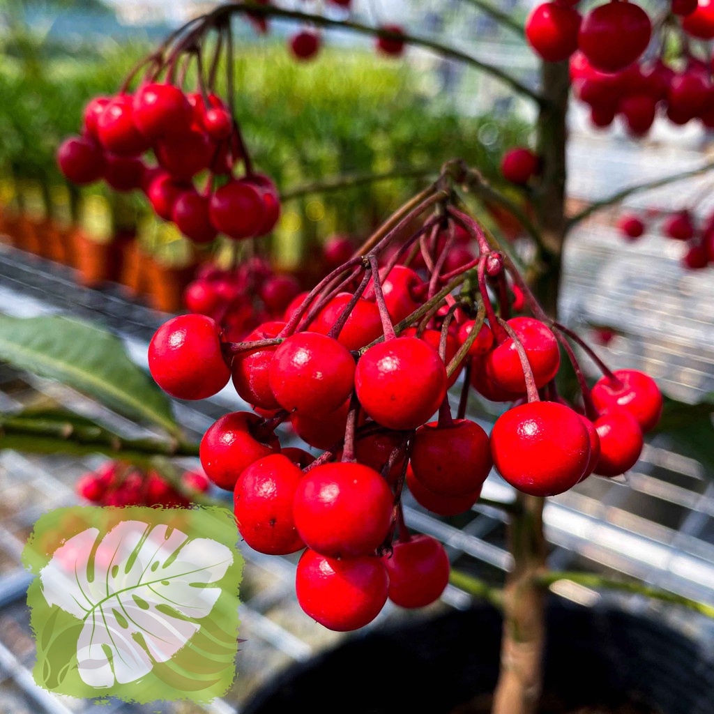 Fu Gui Zi 富贵子 Feng Shui Plant IOB | Shopee Malaysia