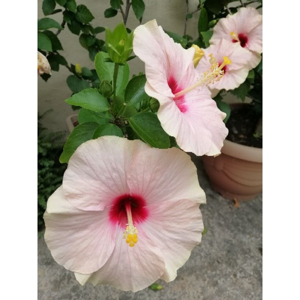 Anak Pokok Bunga Raya Cream (Bunga Saiz BESAR) (READY STOK) | Shopee ...