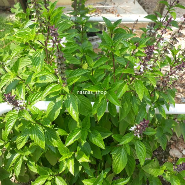 Biji Benih Selasih Wangi 200pcs Aromatic Thai Basil Seeds Vegetable ...