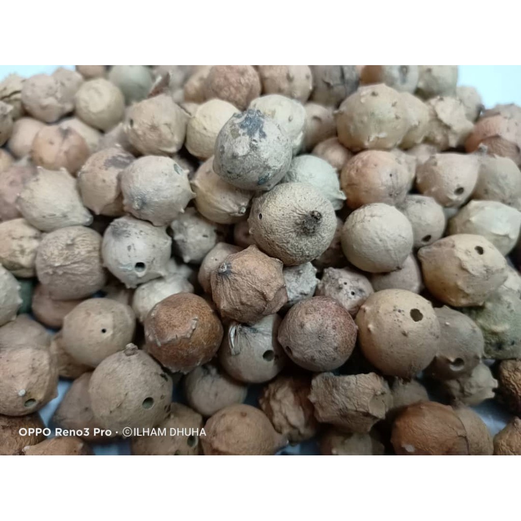 100 GRAM / BIJI MANJAKANI / BIJI MANJAKANI / BUAH MANJAKANI / MANJAKANI ...