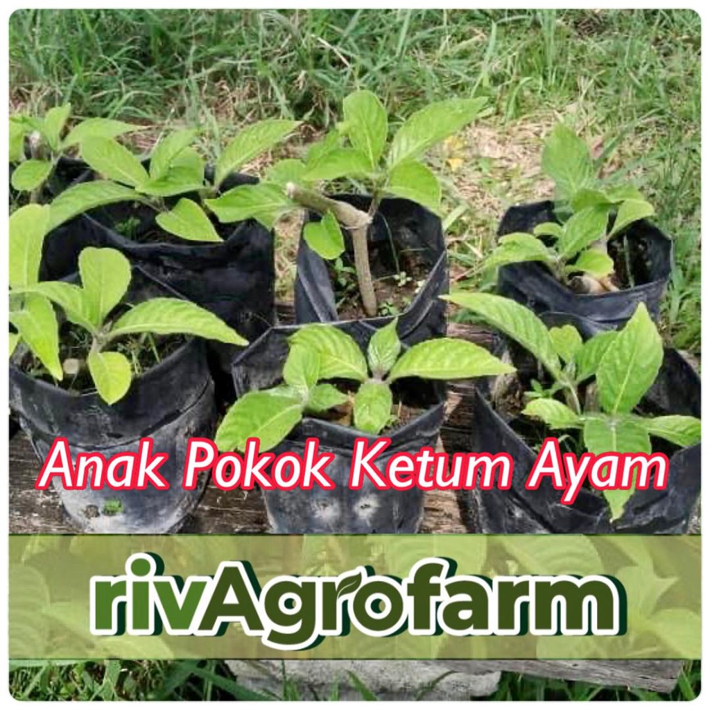 Anak pokok ketum ayam / MDA (Madre de Agua) | Shopee Malaysia