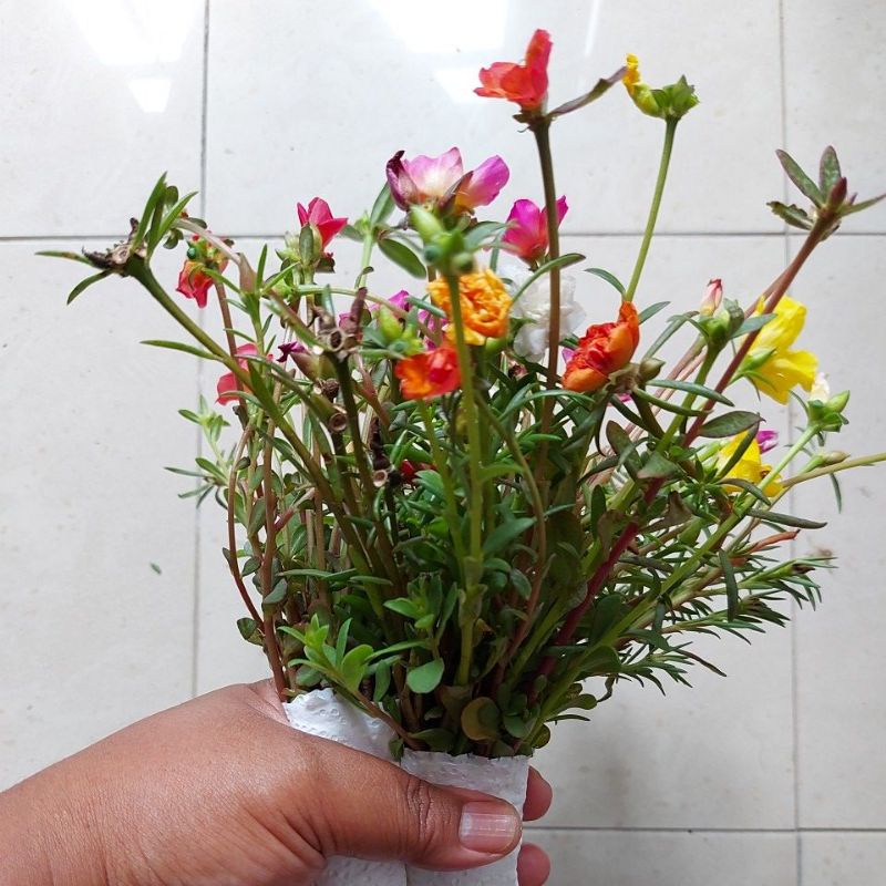 24 keratan bunga ros jepun RJ mix 10 jenis dan warna | Shopee Malaysia