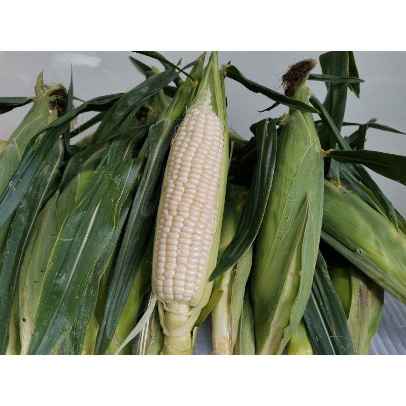 ORIGINAL CAMERON WHITE OR PEARL CORN (1 PIECE GRADE A) | Shopee Malaysia