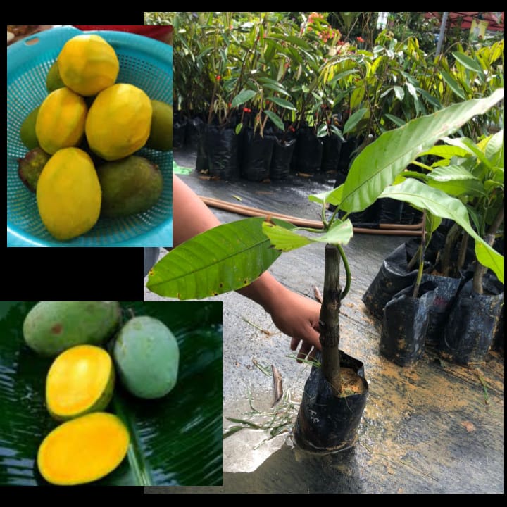 ANAK POKOK KUINI / KUININ / KWUINI. BUAH KUINI. BUAH KHINI. FAST ...