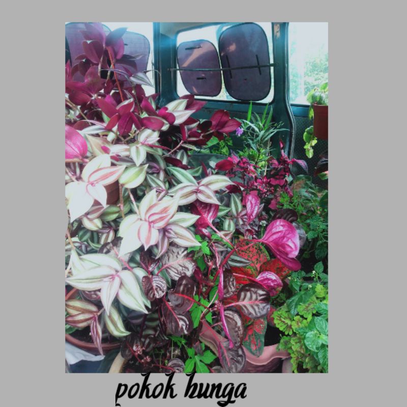 pokok bunga ros bunga ati ati pokok keladi | Shopee Malaysia