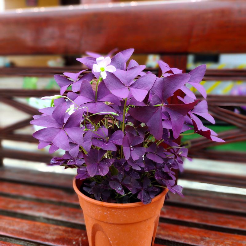 OXALIS TRIANGULARIS, POKOK RAMA-RAMA, REAL PLANT AND LIVE PLANT ...