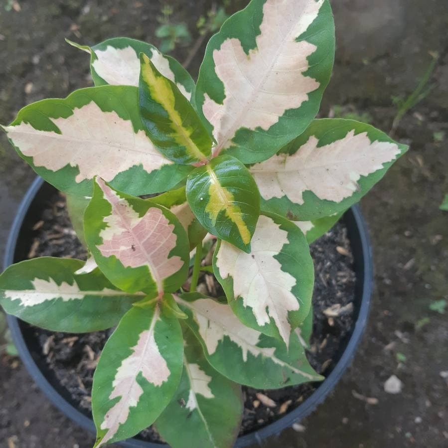 Graptophyllum Pictum real live plant 彩叶木 anak pokok hidup hiasan daun ...