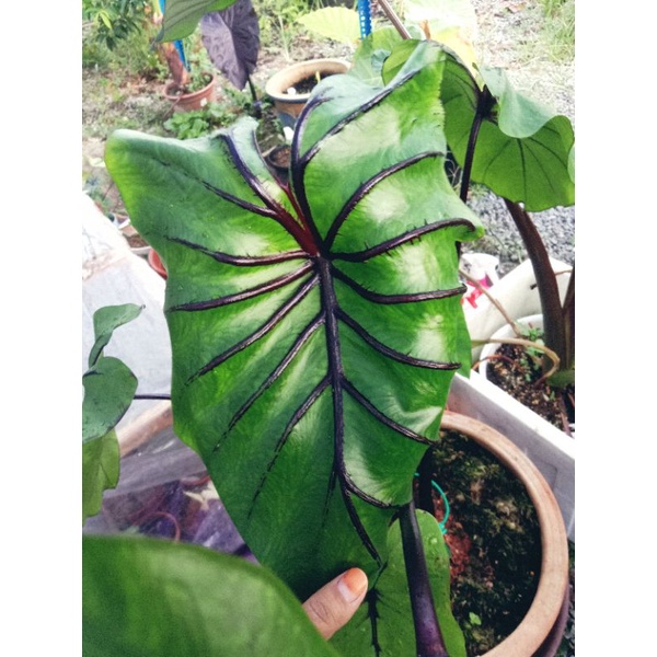 Colocasia Pharoah Mask Keladi Topeng Firaun | Shopee Malaysia