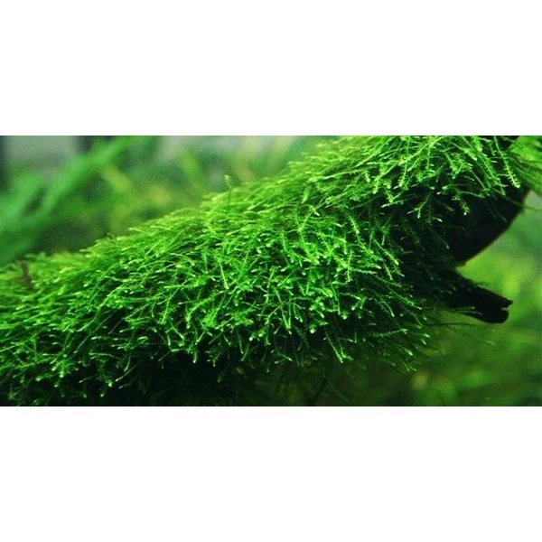 JAVA MOSS/Aquatic Moss (LOW TECH PLANT) | Shopee Malaysia