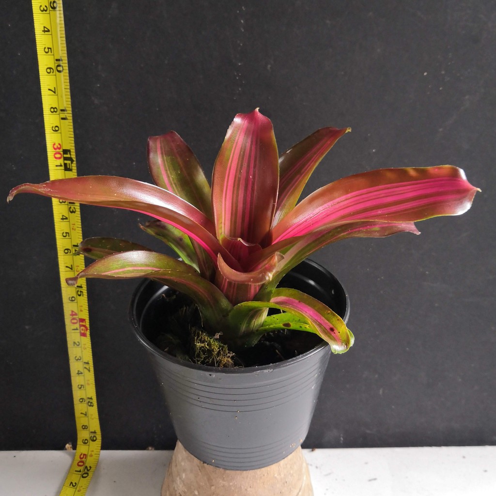 (Miniature Bromeliad) Neoregelia 'Fireball Variegata' - Miniature ...